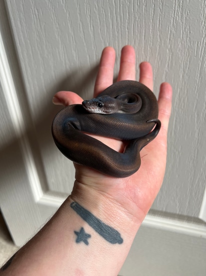 Super Mahogany Combo Ball Python by Caldwell Scales