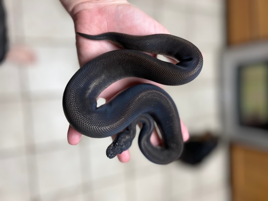 Super Mahogany GHI Ball Python by Caldwell Scales