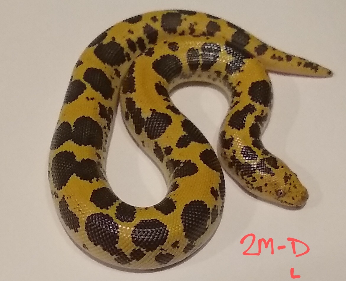 Cal Flame (Pure Reduced-Pattern Dodoma) Kenyan Sand Boa by West Ridge ...