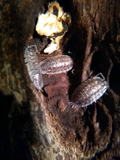 Oniscus Aesellus "Skirted" 10ct Isopod by West Ridge Reptiles