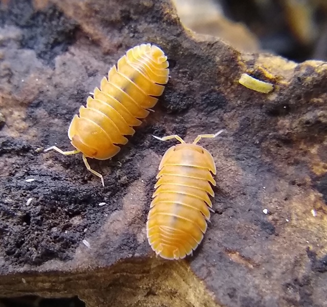 Cubaris Sp. "Orange Albino Red Edge" 5ct Isopod by West Ridge Reptiles ...