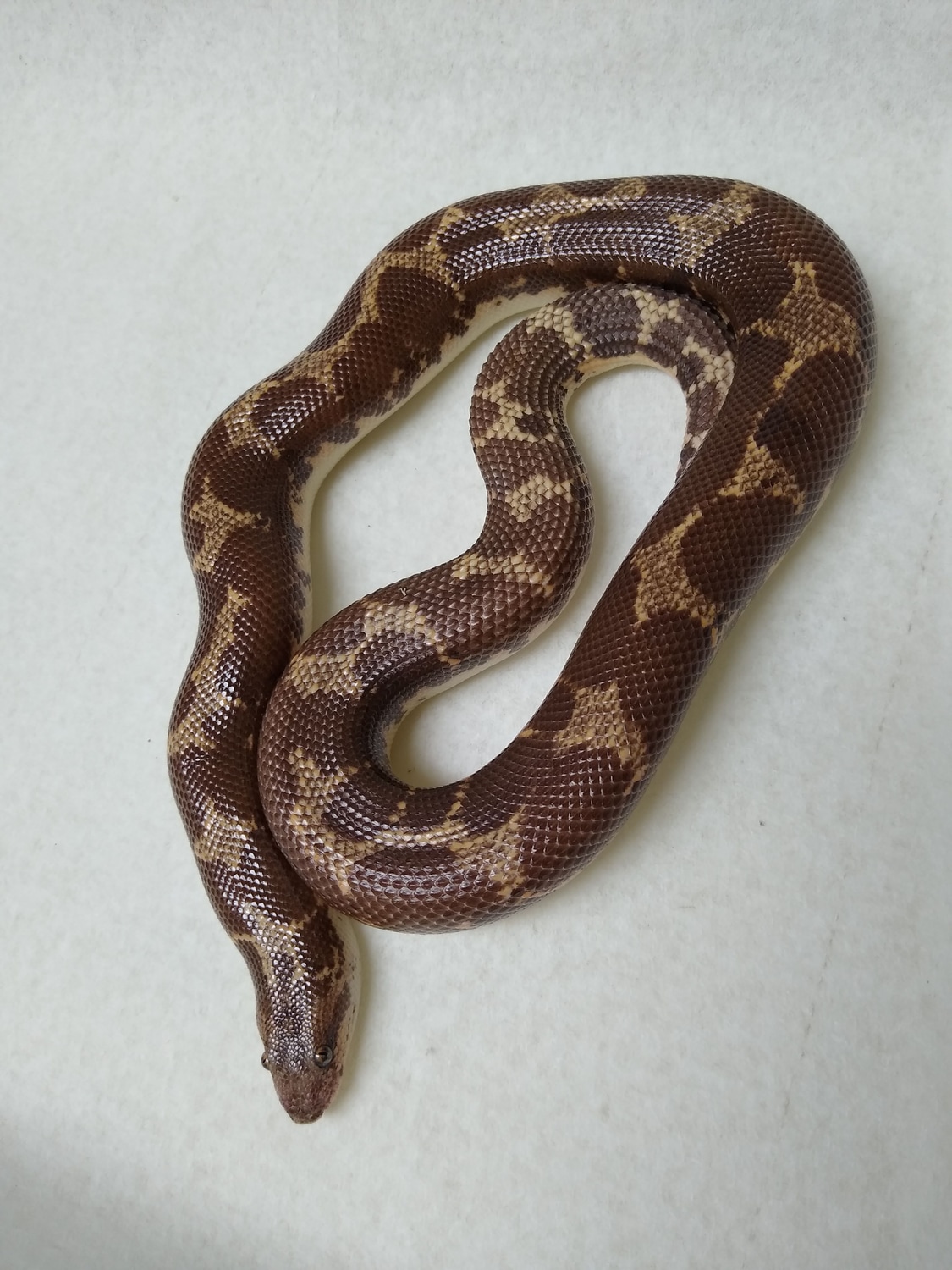 CBB Adult Male Kenyan Sand Boa by West Ridge Reptiles - MorphMarket