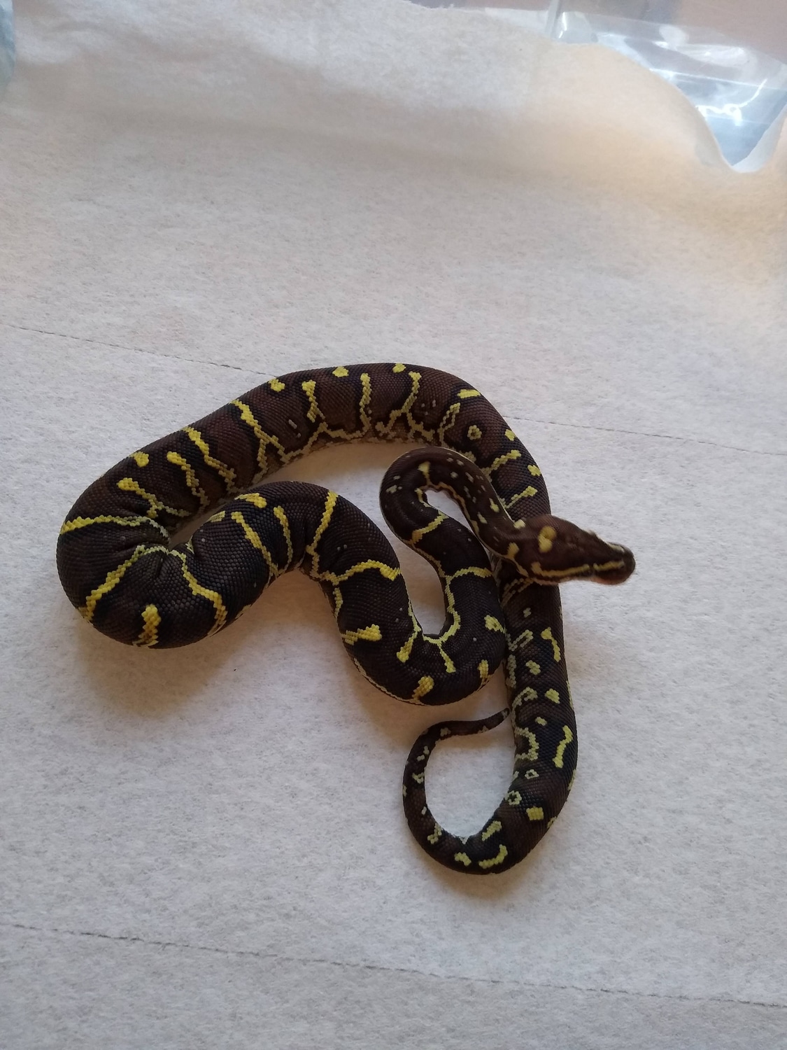 Angolan Python by West Ridge Reptiles - MorphMarket