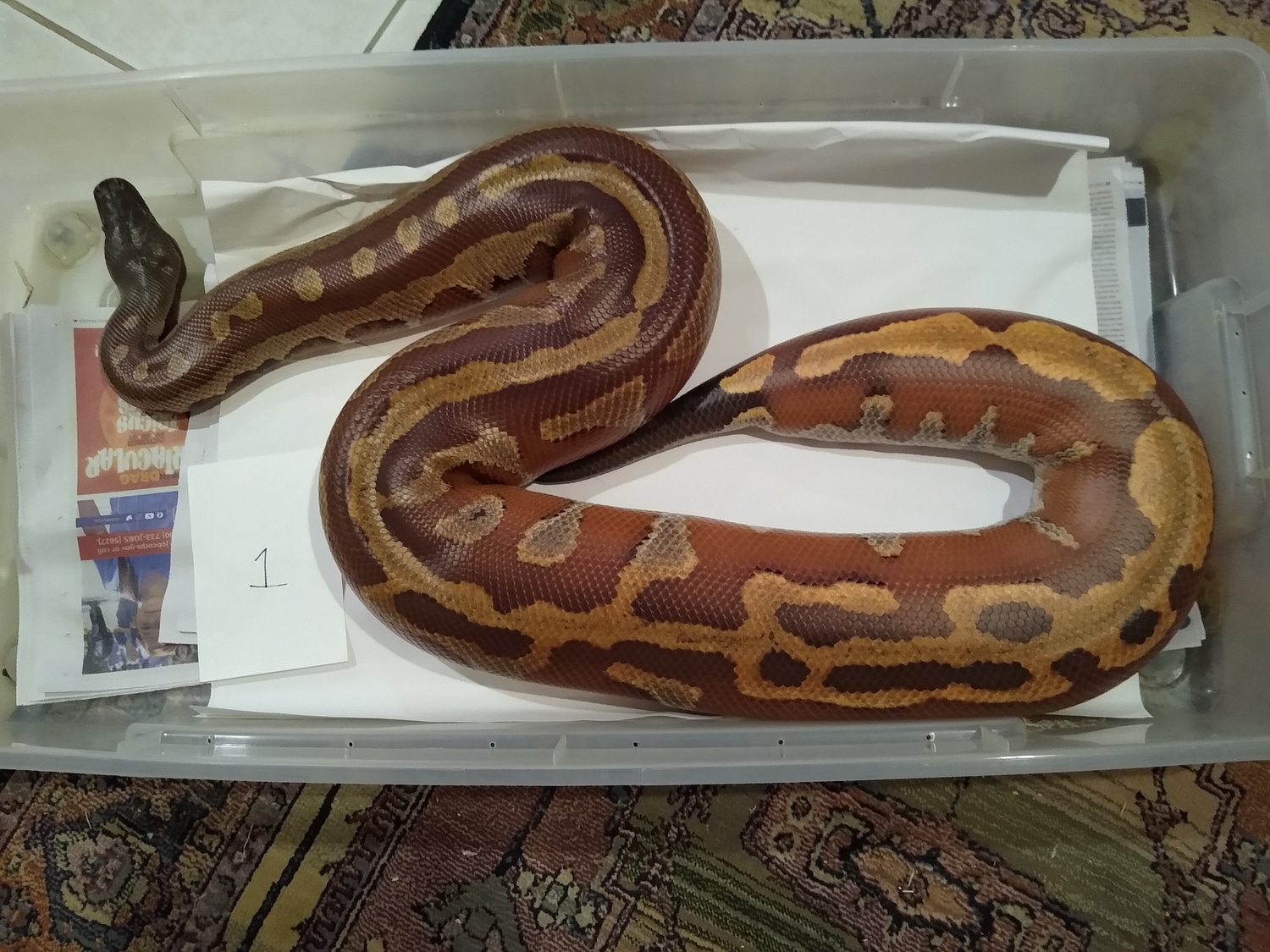 CBB 22lb Striped Malaysian Blood Python by West Ridge Reptiles ...