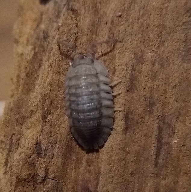 Armadillidium Peraccae "Blue-Gray" 10ct Isopod by West Ridge Reptiles ...