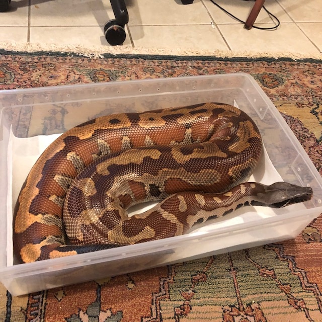 CBB Adult Malaysian With Broken Stripe Blood Python by West Ridge ...