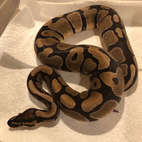 Normal Female Ball Python by West Ridge Reptiles