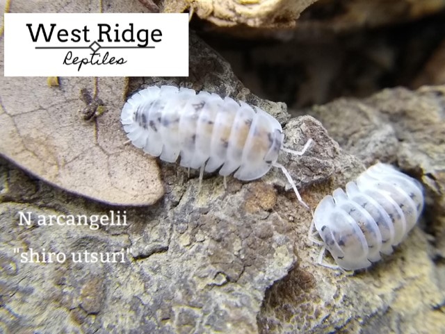 Nesodillo Arcangelii "Shiro Utsuri" 10ct Isopod by West Ridge Reptiles ...
