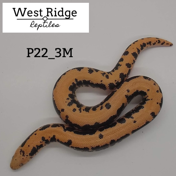 GX Paint Het Snow Kenyan Sand Boa by West Ridge Reptiles - MorphMarket