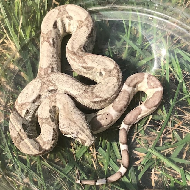 Ghost Boa Constrictor by West Ridge Reptiles - MorphMarket