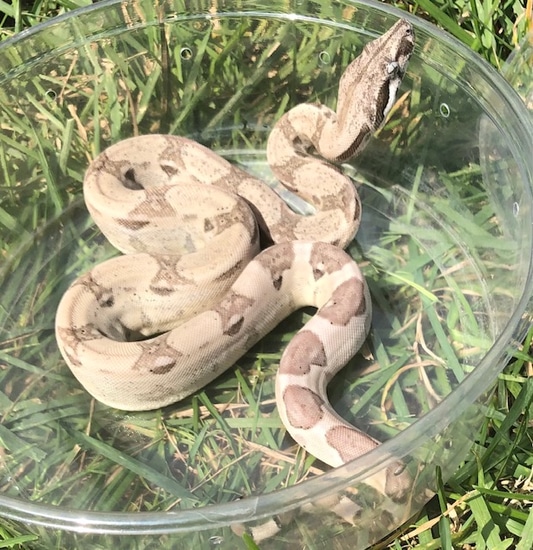 Ghost Boa Constrictor by West Ridge Reptiles