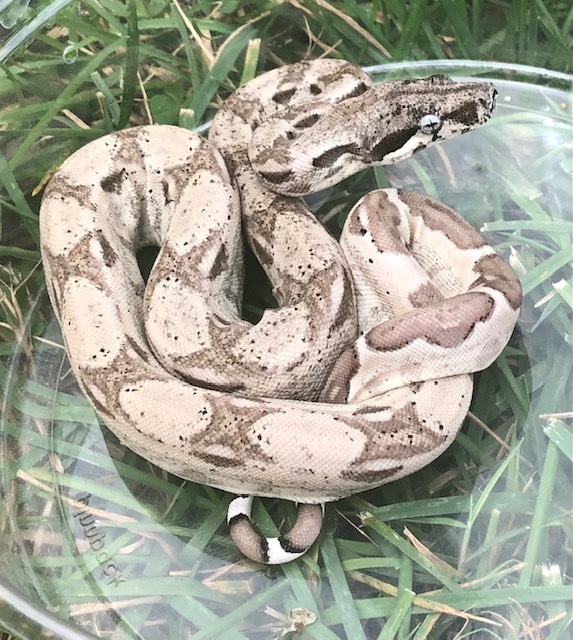 Ghost Boa Constrictor by West Ridge Reptiles - MorphMarket