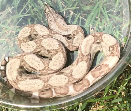 Ghost Boa Constrictor by West Ridge Reptiles - MorphMarket