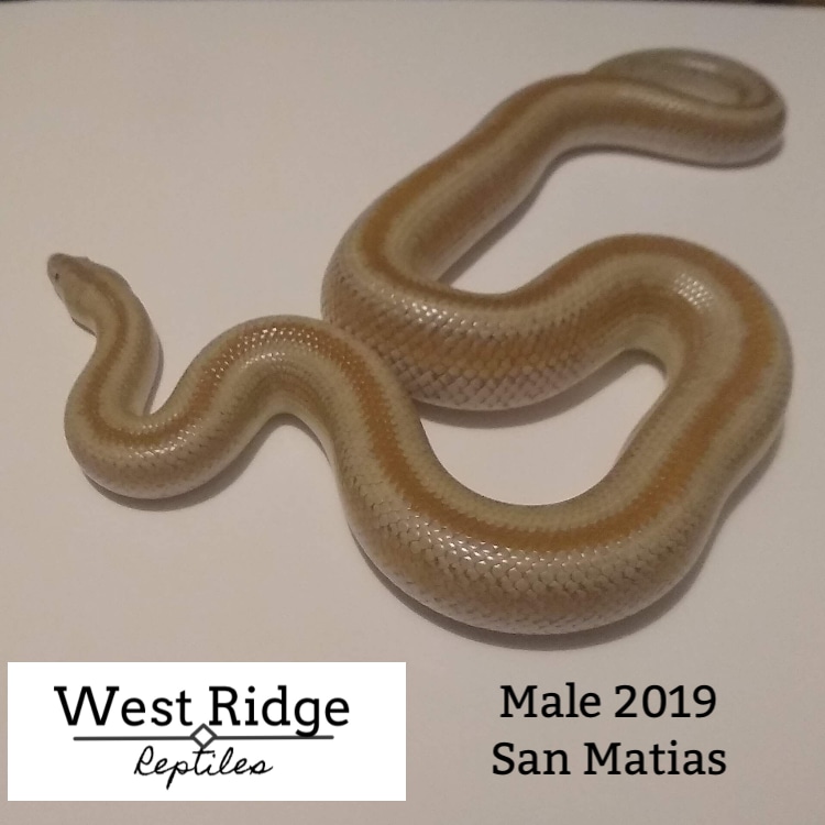 San Matias Rosy Boa by West Ridge Reptiles - MorphMarket