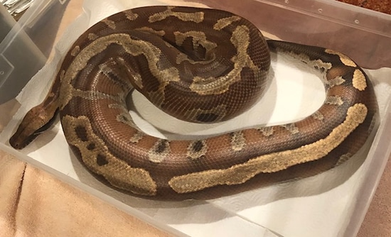 Adult Genetic Stripe Blood Python by West Ridge Reptiles