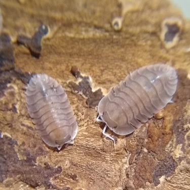Cubaris "Soil" - Full Colony Isopod by West Ridge Reptiles - MorphMarket