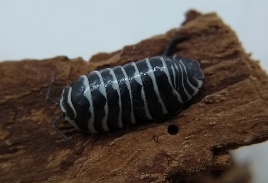 Zebra 180+ Ct Isopod by West Ridge Reptiles