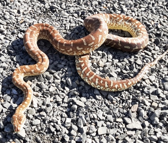 Full Blood (100%) Hypo Centralian Carpet Python by West Ridge Reptiles ...