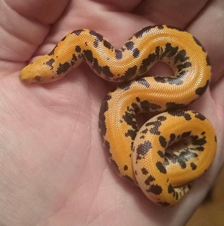 GX Paint Het Snow Kenyan Sand Boa by West Ridge Reptiles - MorphMarket