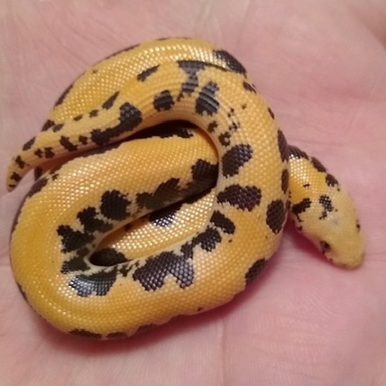 GX Paint Het Snow Kenyan Sand Boa by West Ridge Reptiles - MorphMarket