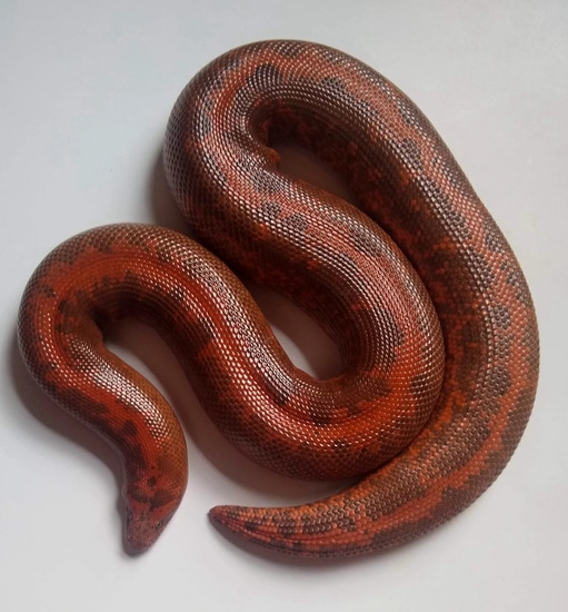 Proven Breeder GX Stripe Het Paint Kenyan Sand Boa by West Ridge Reptiles