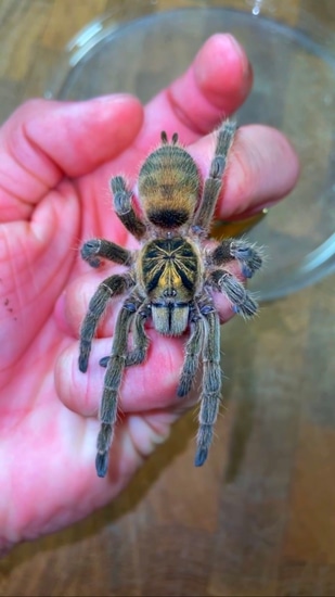 Neoholothele Incei Olive (Pregnant Adult Female) Tarantula by ...