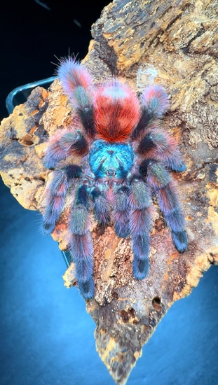 Caribena Versicolor Adult FEMALE (Antilles Pinktoe) Tarantula by ...