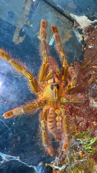 8 Inch Poecilotheria Rufilata Female Tarantula by Westsidereptiles LLC