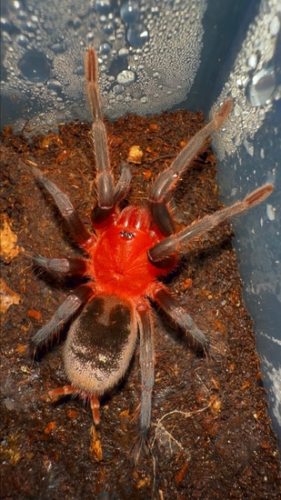 Bumba C.F Tapajos (Pink Head) RARE! Pair Tarantula by Westsidereptiles LLC