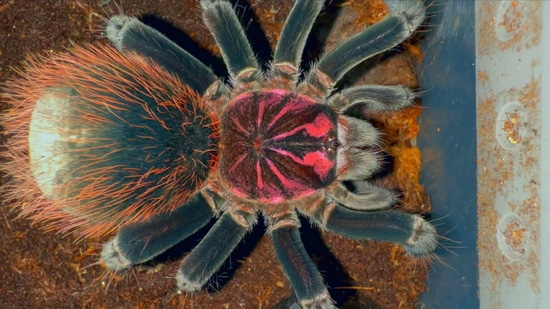 Xenenthis Intermedia (RARE PAIR) Amazon Blue Bloom Bird Eater Tarantula ...