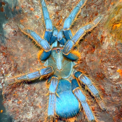 Westsidereptiles LLC - MorphMarket