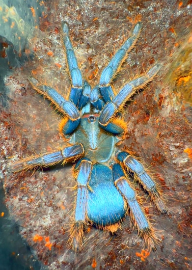 Orithoctinae Sp. Vietnam Silver (ADULT PAIR) Tarantula by ...