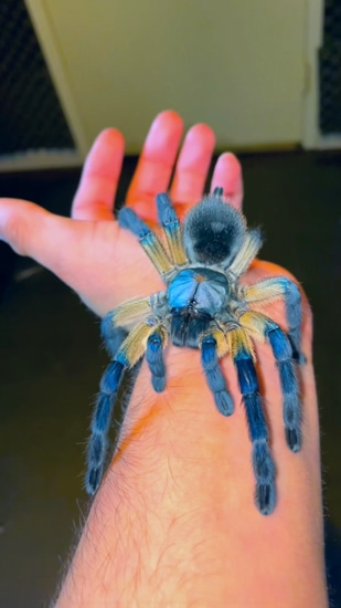 Monocentropus Balfouri *PAIR* (Socotra Island Blue Baboon Tarantula) by ...