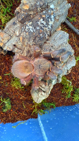 Ephebopus Uatuman (Emerald Skeleton Tarantula) by Westsidereptiles LLC