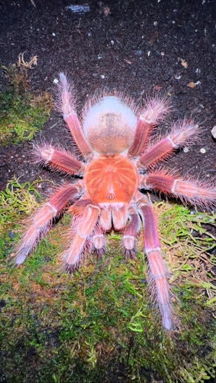 Theraphosa Apothysis (Pink Goliath Birdeater) 6+ Inch Tarantula by ...