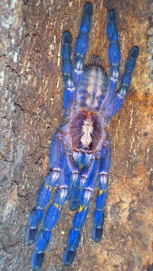 (Gooty Sapphire Ornamental) Poecilotheria Metallica *ADULT PAIR ...