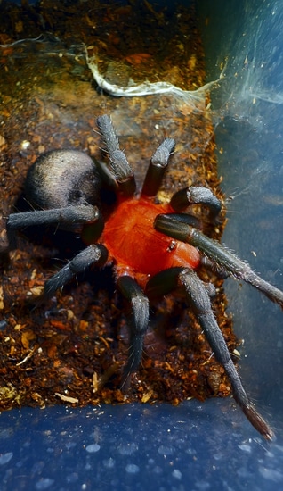 Bumba Horrida *ADULT PAIR* Tarantula by Westsidereptiles LLC