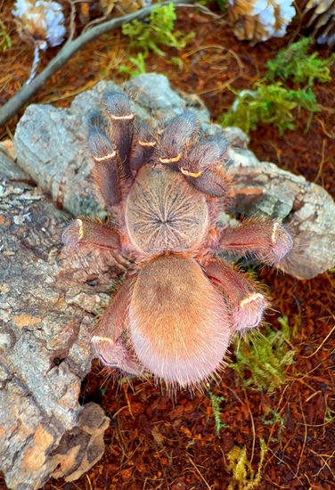Ephebopus Uatuman (Emerald Skeleton Tarantula) *RARE* by ...