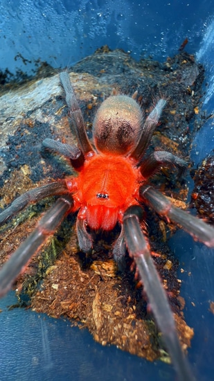 Brazilian Red Head *RARE* (Bumba Horrida) Tarantula by Westsidereptiles LLC