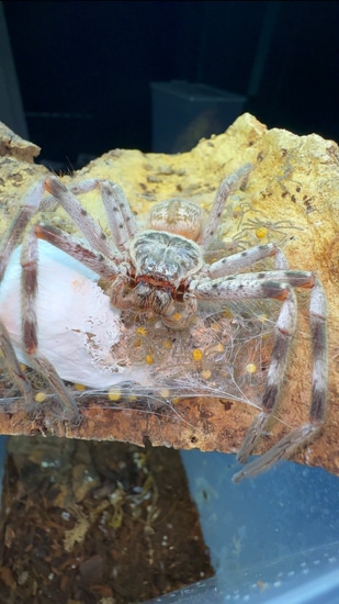 Holconia Murrayensis *HANDLEABLE* (Giant Australian Huntsman) Tarantula ...