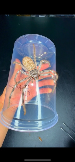 Holconia Murrayensis *HANDLEABLE* (Giant Australian Huntsman) Tarantula ...