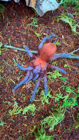 Orange/Violet Masked Tarantula *RARE* (Citharacanthus Cyaneus) by ...