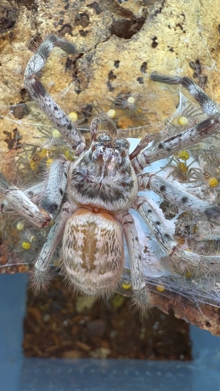 Holconia Murrayensis *HANDLEABLE* (Giant Australian Huntsman) Tarantula ...