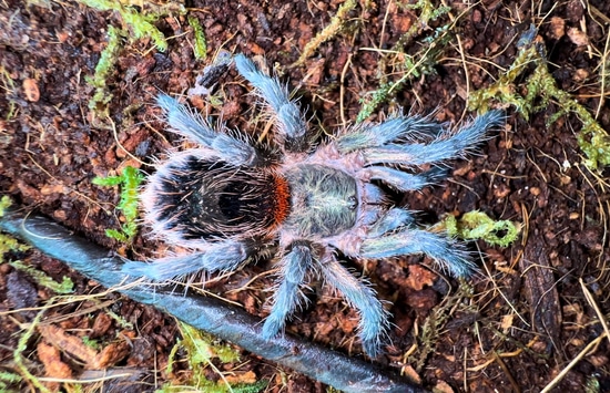 Euathlus Manicata Green *VERY RARE* Tarantula by Westsidereptiles LLC