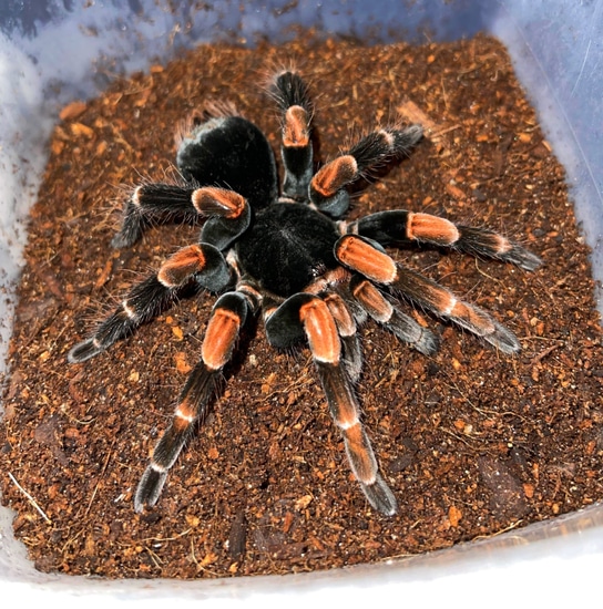Costa Rican Giant Red Leg *RARE* (Abdomegaphobema Mesomelas) Tarantula ...