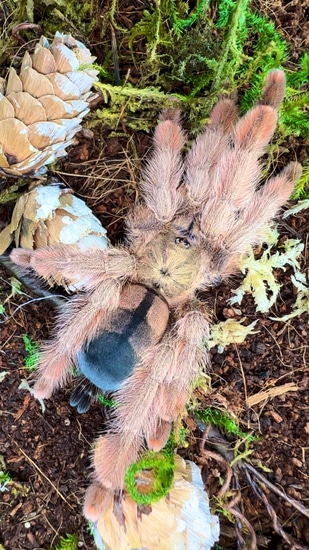 Psalmopoeus Emeraldus *EXTREMELY RARE* Tarantula by Westsidereptiles LLC