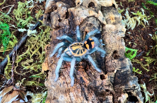 Ecuador’s Crowned Tarantula (Theraphosidae Sp. Yasuni) *EXTREMELY RARE ...