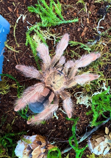Psalmopoeus Emeraldus *EXTREMELY RARE* Tarantula by Westsidereptiles LLC