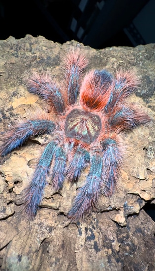 Goliath Pink-Toe (Avicularia Braunshauseni) *Pure Breed* Tarantula by ...