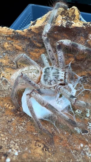Holconia Murrayensis *HANDLEABLE* (Giant Australian Huntsman) Tarantula ...